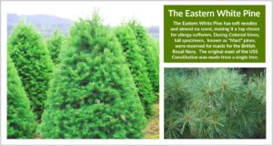 About Trees