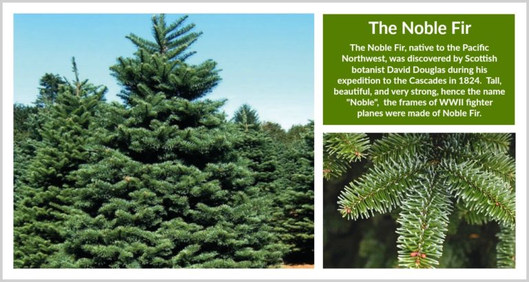 About Trees